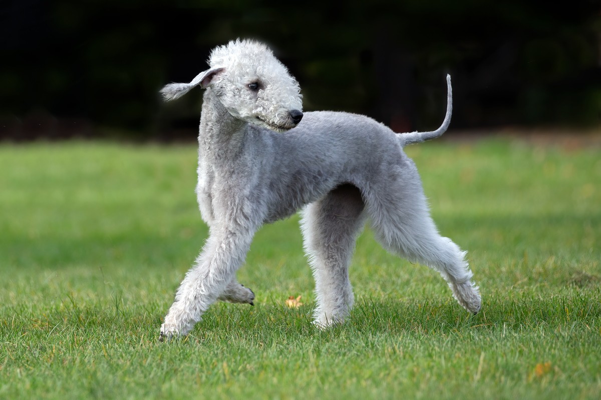 Bedlington Terrier - Rasseportrait | DAS FUTTERHAUS
