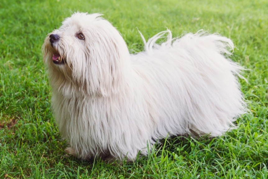 Coton de Tuléar - Rasseportrait | DAS FUTTERHAUS