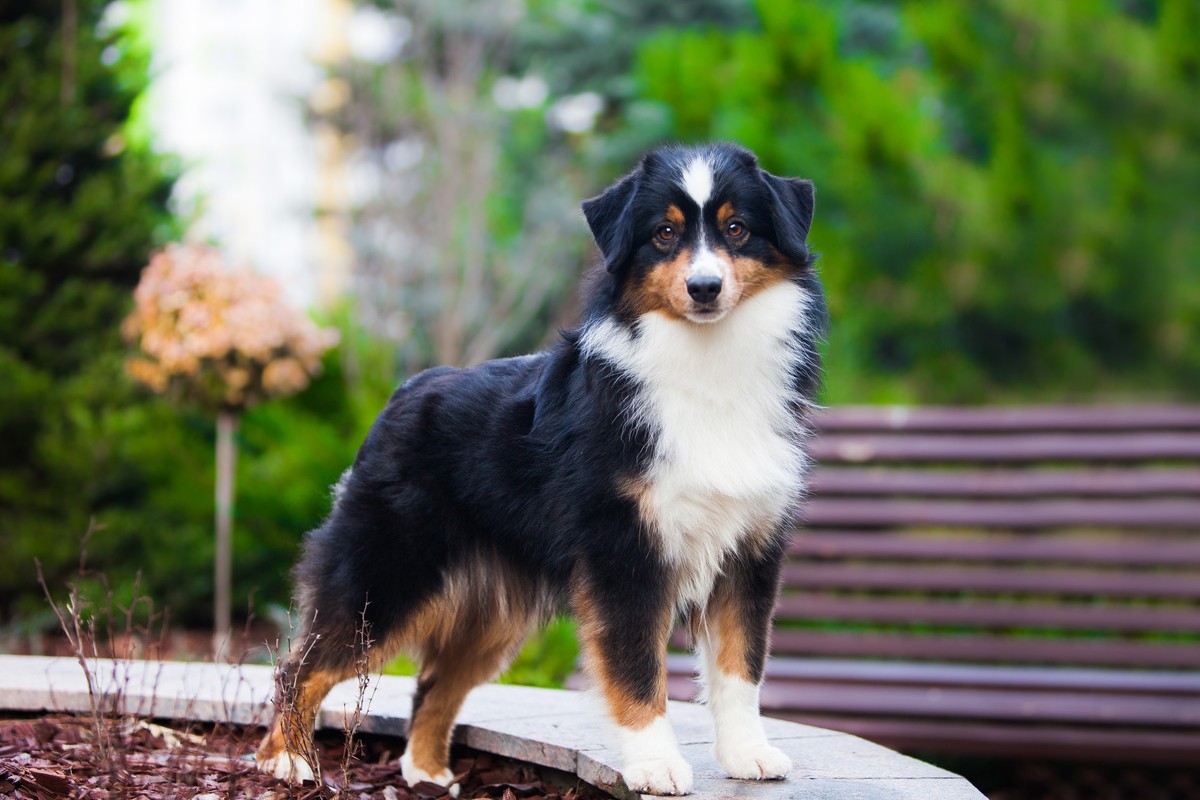 Miniature American Shepherd | DAS FUTTERHAUS